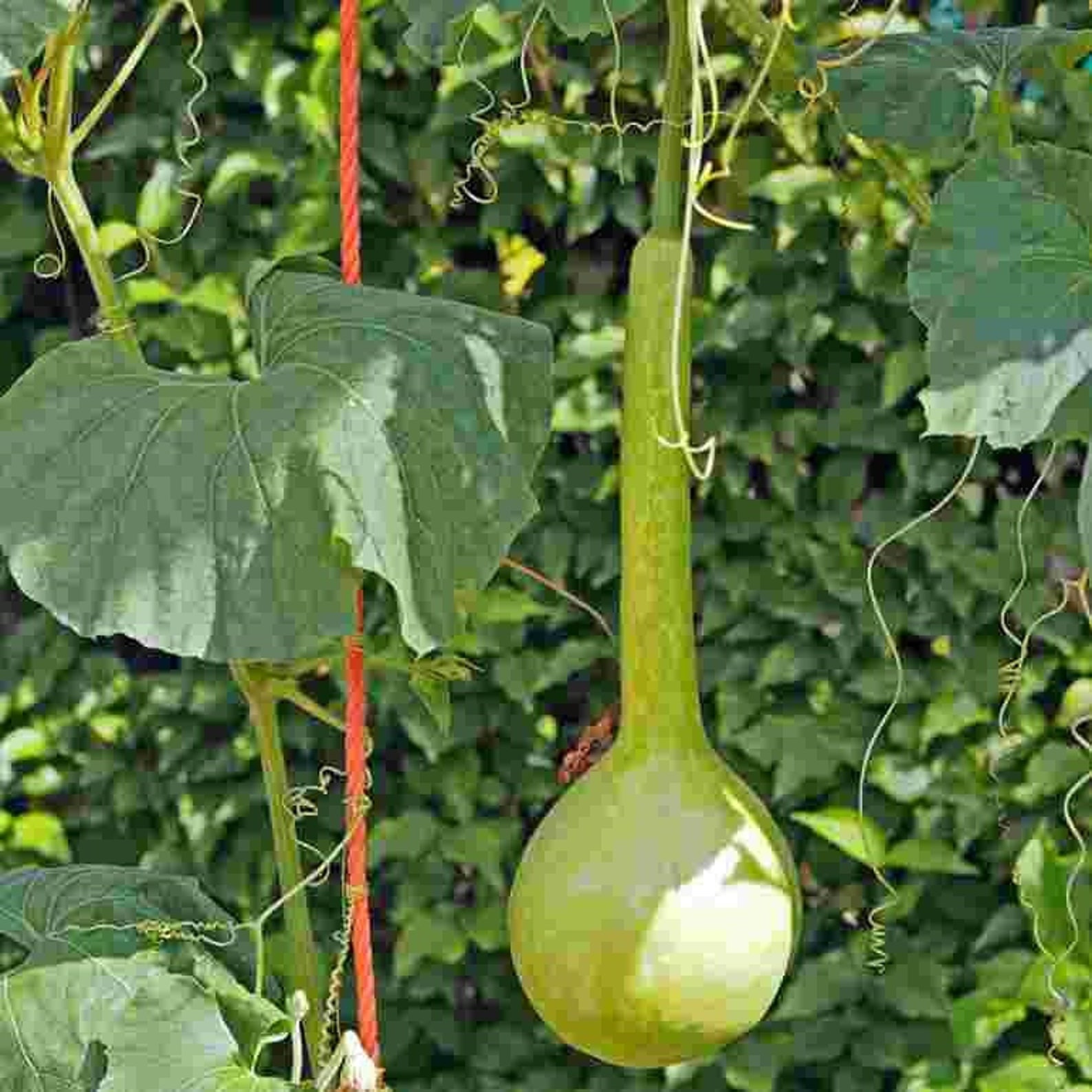 Kalebas Calabash Bottle Gourd 6 Biologische Zaden | Etsy