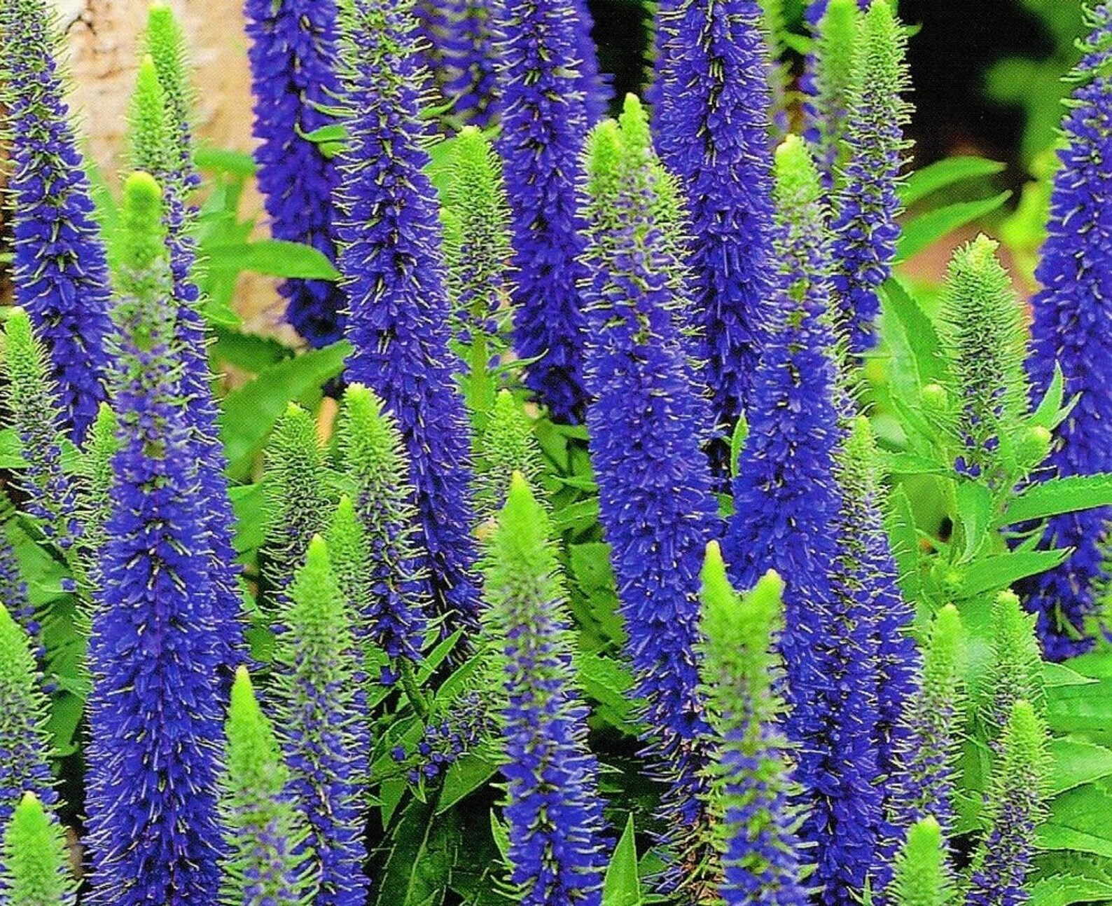 Spike Speedwell Intense Blue Flowers 0.1g / 200 Organic Seeds - Etsy