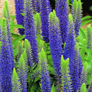 Spike Speedwell Intense Blue Flowers 0.1g / 200 Organic Seeds - Etsy