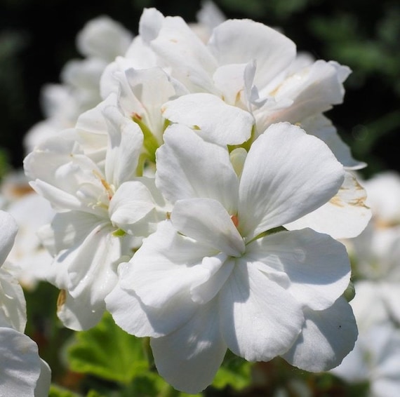 Zonal Geranium White