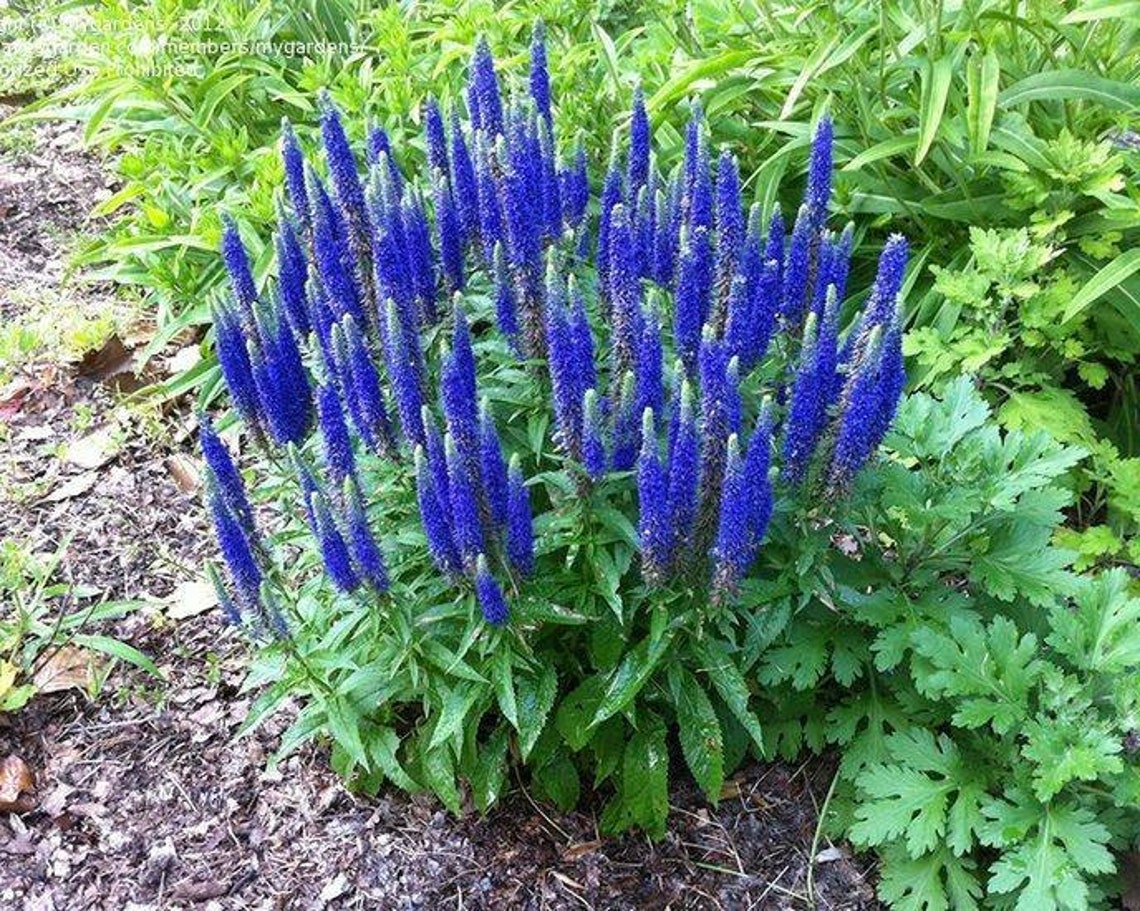 Spike Speedwell Intense Blue Flowers 0.1g / 200 Organic Seeds - Etsy