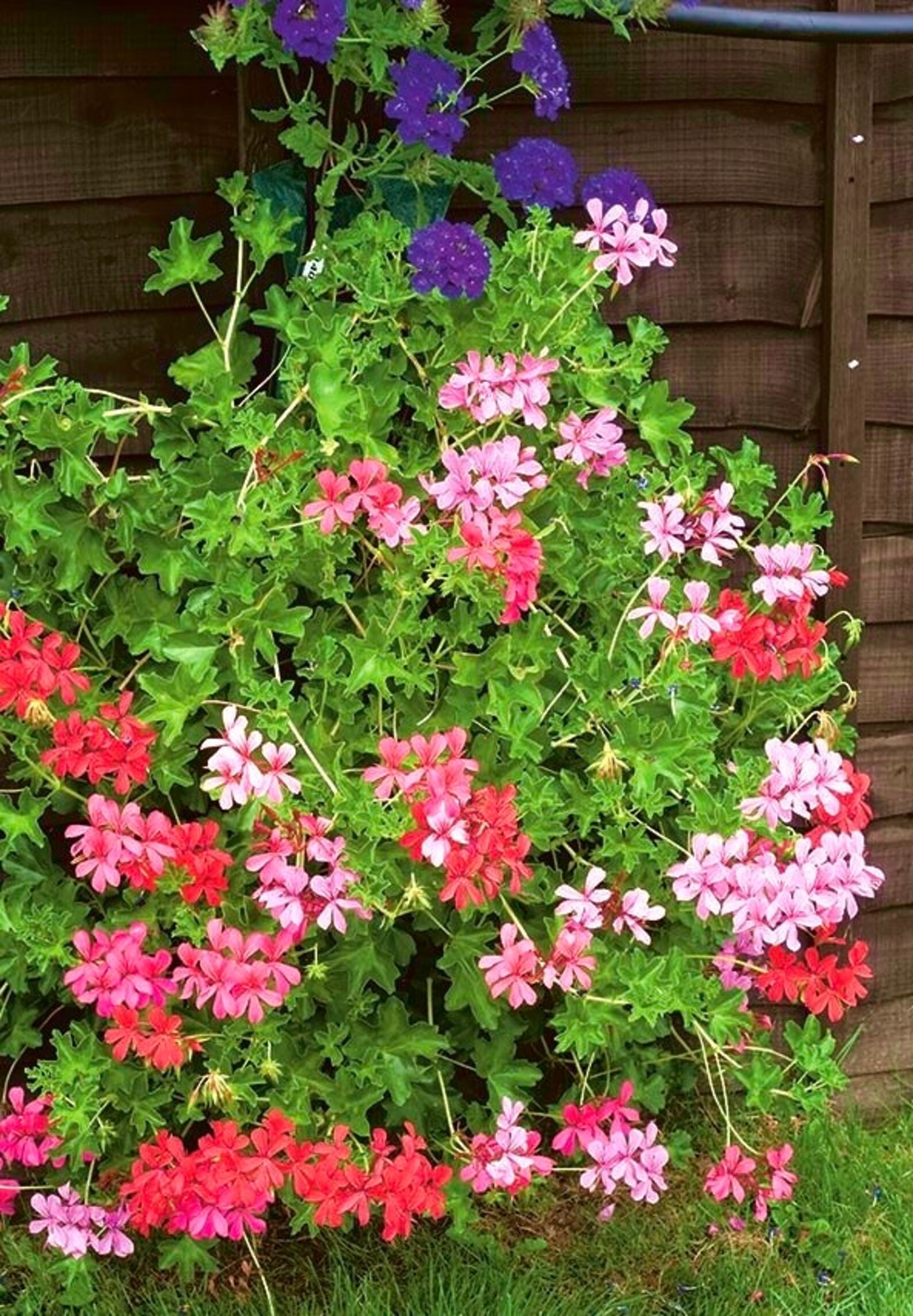 Geranium Cascade Speedy Mix Ivy-leaved Pelargonium Flowers - Etsy Australia