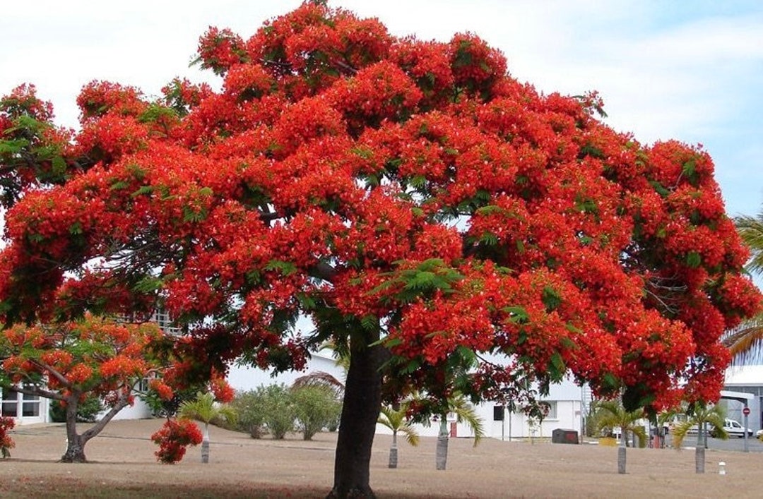 Flame Tree Africain Royal Poinciana Flamboyan 5 Graines - Etsy France