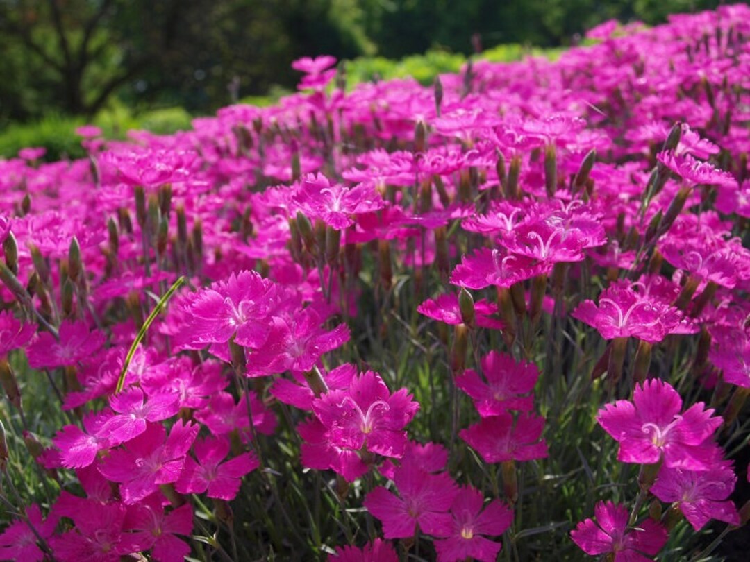 Cheddar Pink Flowers 0.2g / 100 Seeds - Dianthus Gratianopolitanus GMO ...