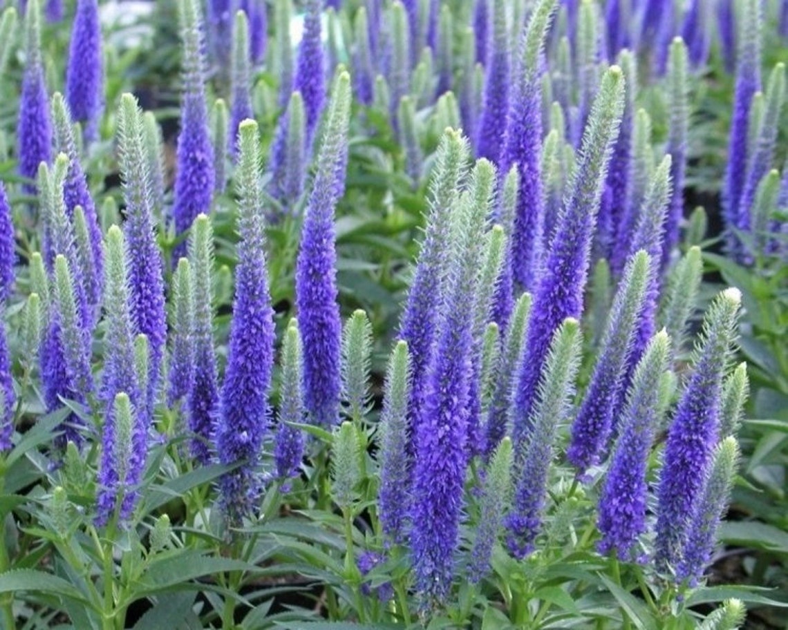 Spike Speedwell Intense Blue Flowers 0.1g / 200 Organic Seeds - Etsy