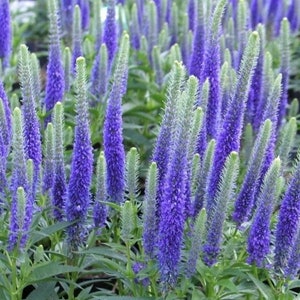 Spike Speedwell Intense Blue Flowers 0.1g / 200 Organic Seeds - Etsy