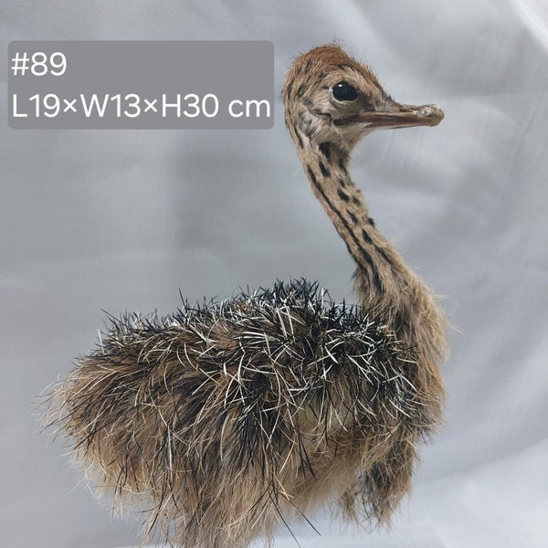 Goose Taxidermy - Etsy