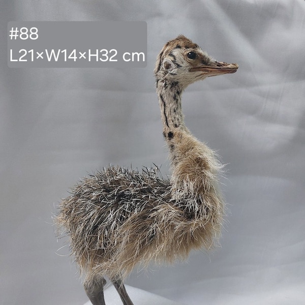 Taxidermy Alligator - Etsy