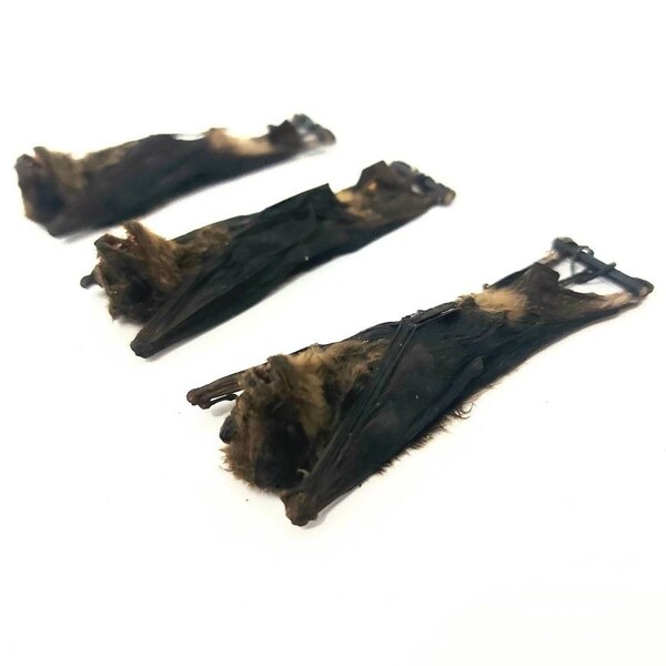 Bat Taxidermy - Etsy