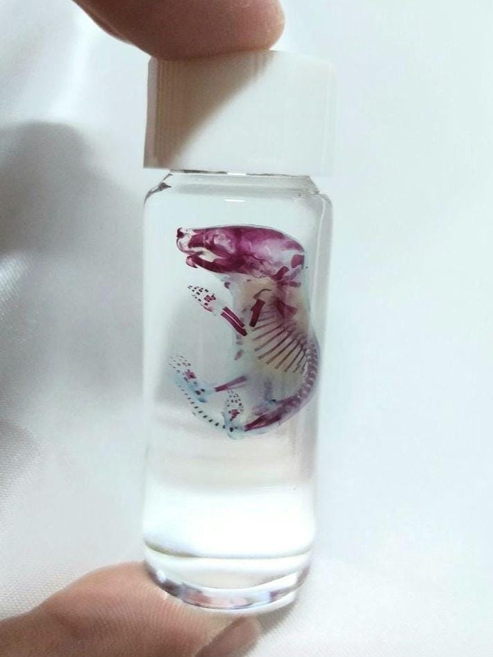 Transparent Rat Pup Transparent Diaphonized Rat Pup Specimen - Bone ...