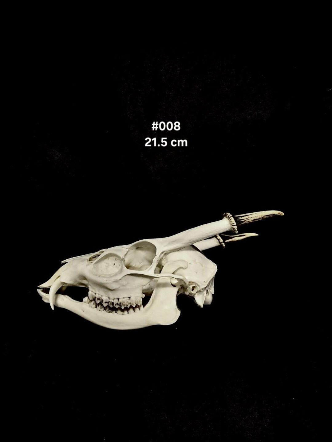 008- Real Male Formosan / Taiwanese Muntjac/barking Deer Skull - Etsy