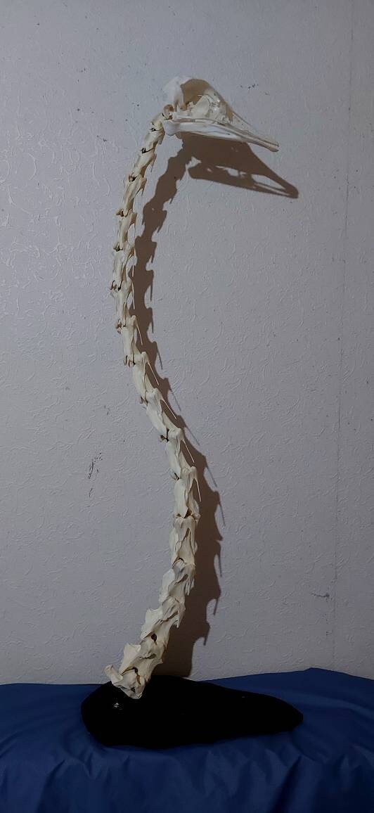 Real Ostrich Skull Neck Bone Set Taxidermy With Wooden Base | Etsy