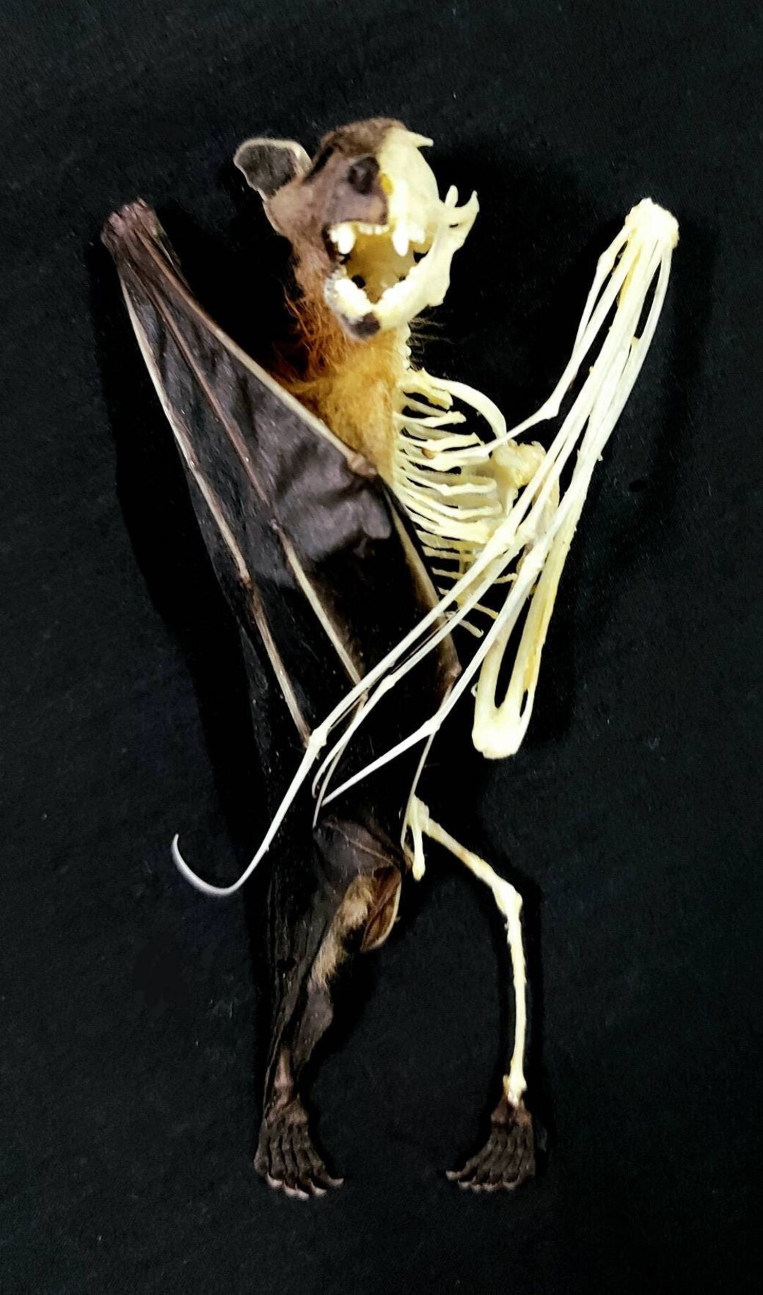 Real Bat Half Mount Half Skeleton Taxidermy Specimen - Etsy