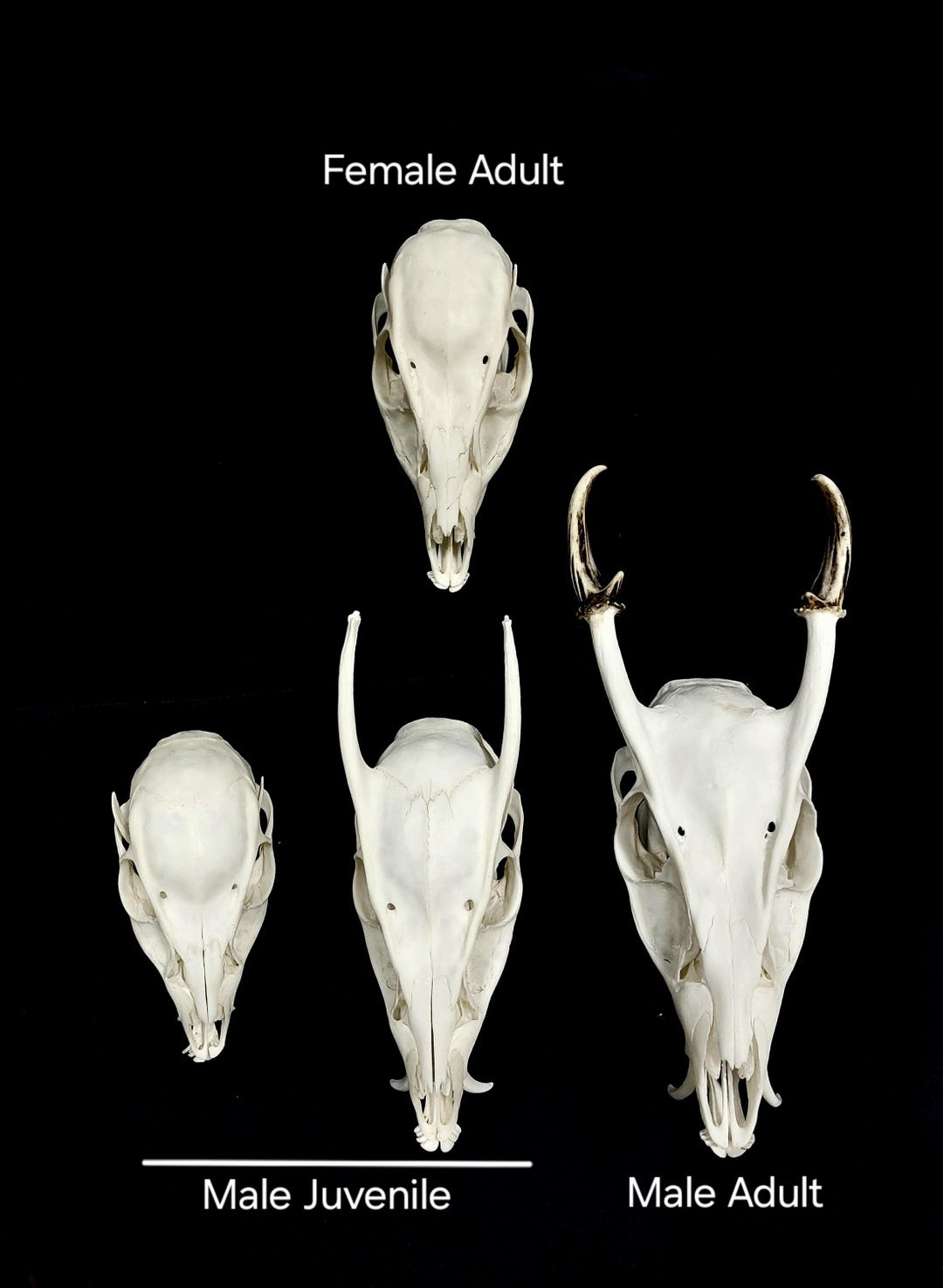 4 Muntjac Family Set/ Real Female,male,juvenile Taiwanese Muntjac ...