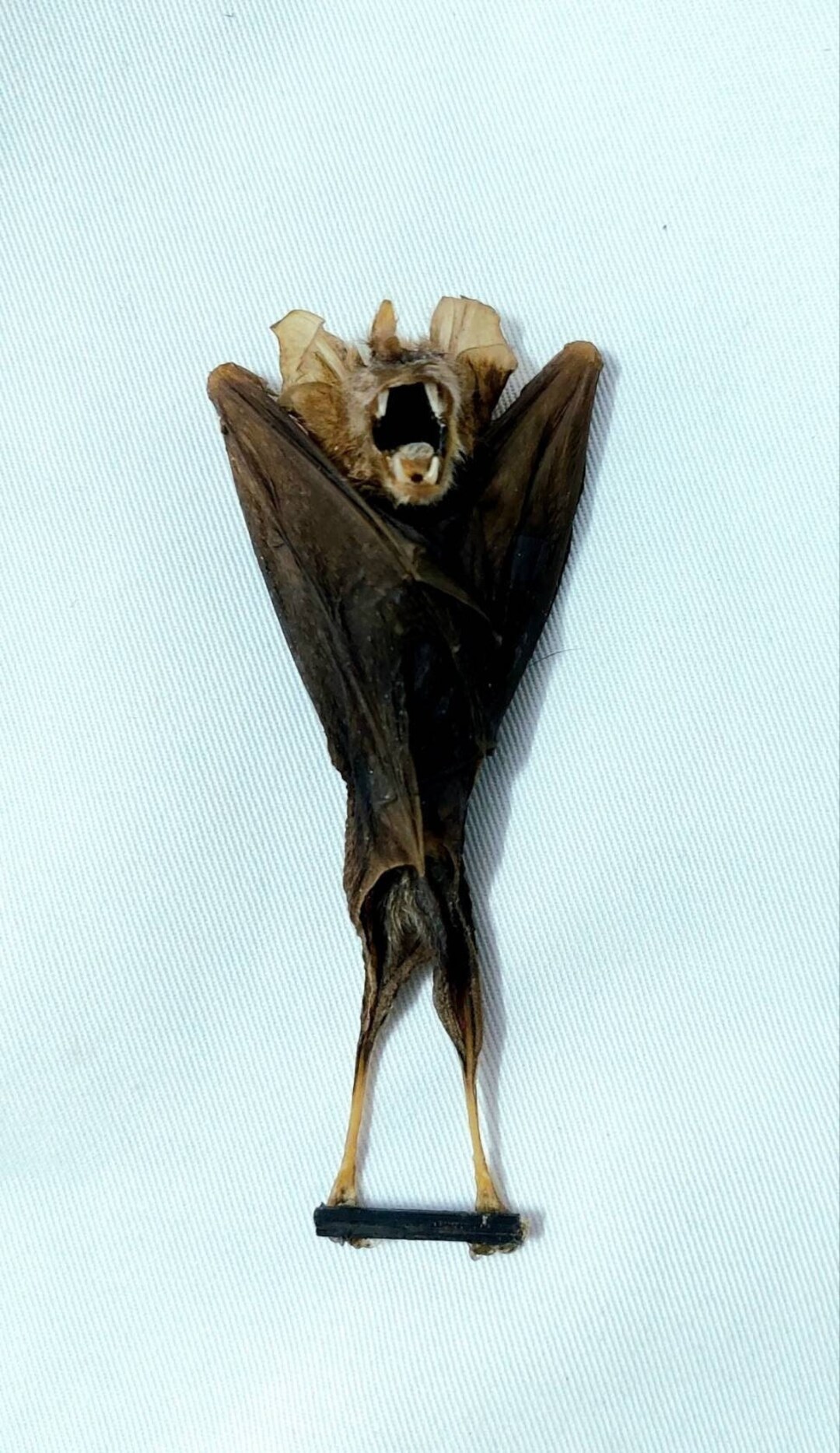 Real Bat Mount Taxidermy Specimen - Etsy