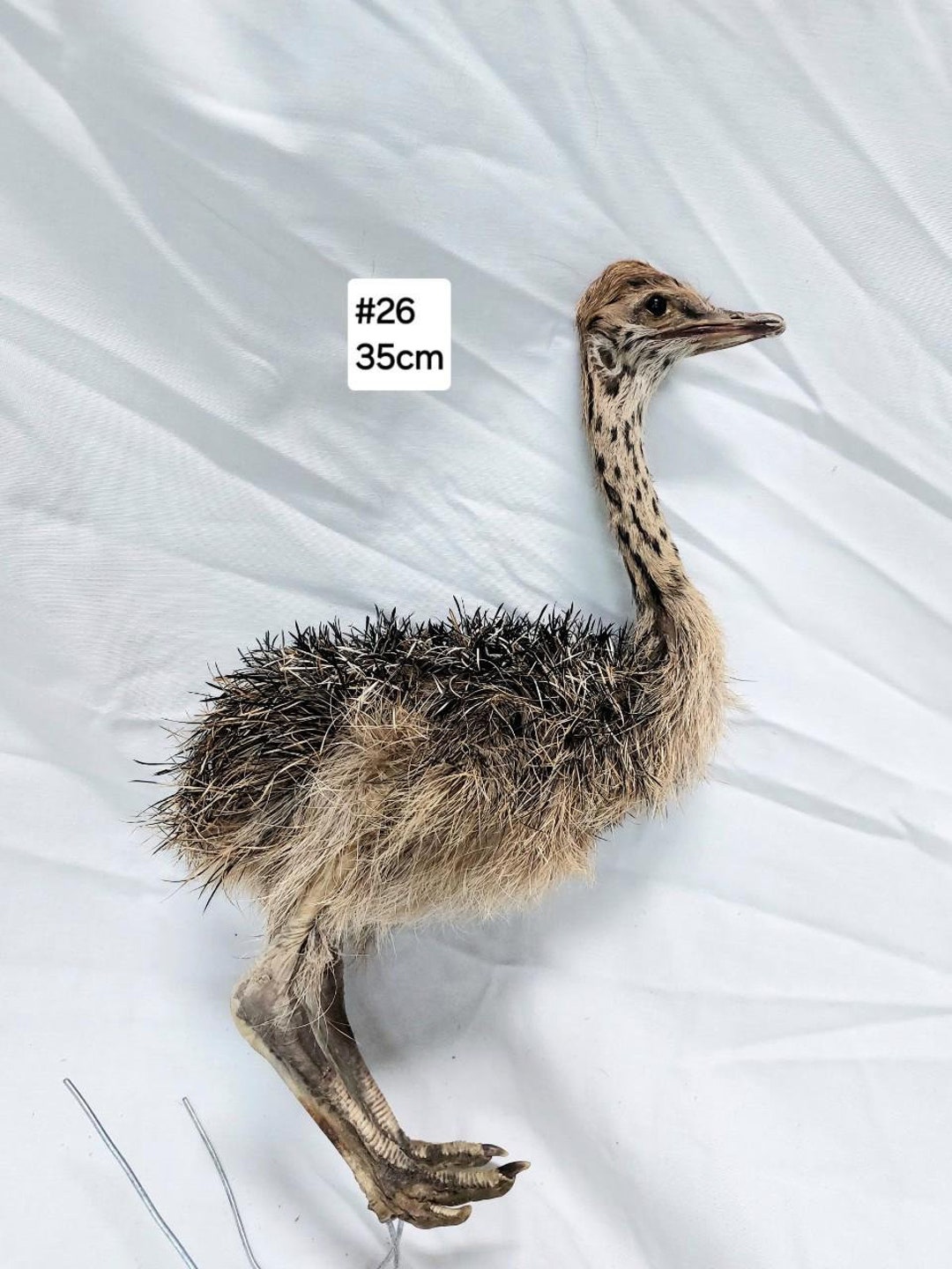 Real Baby Ostrich Full Mount Taxidermy 26 - Etsy