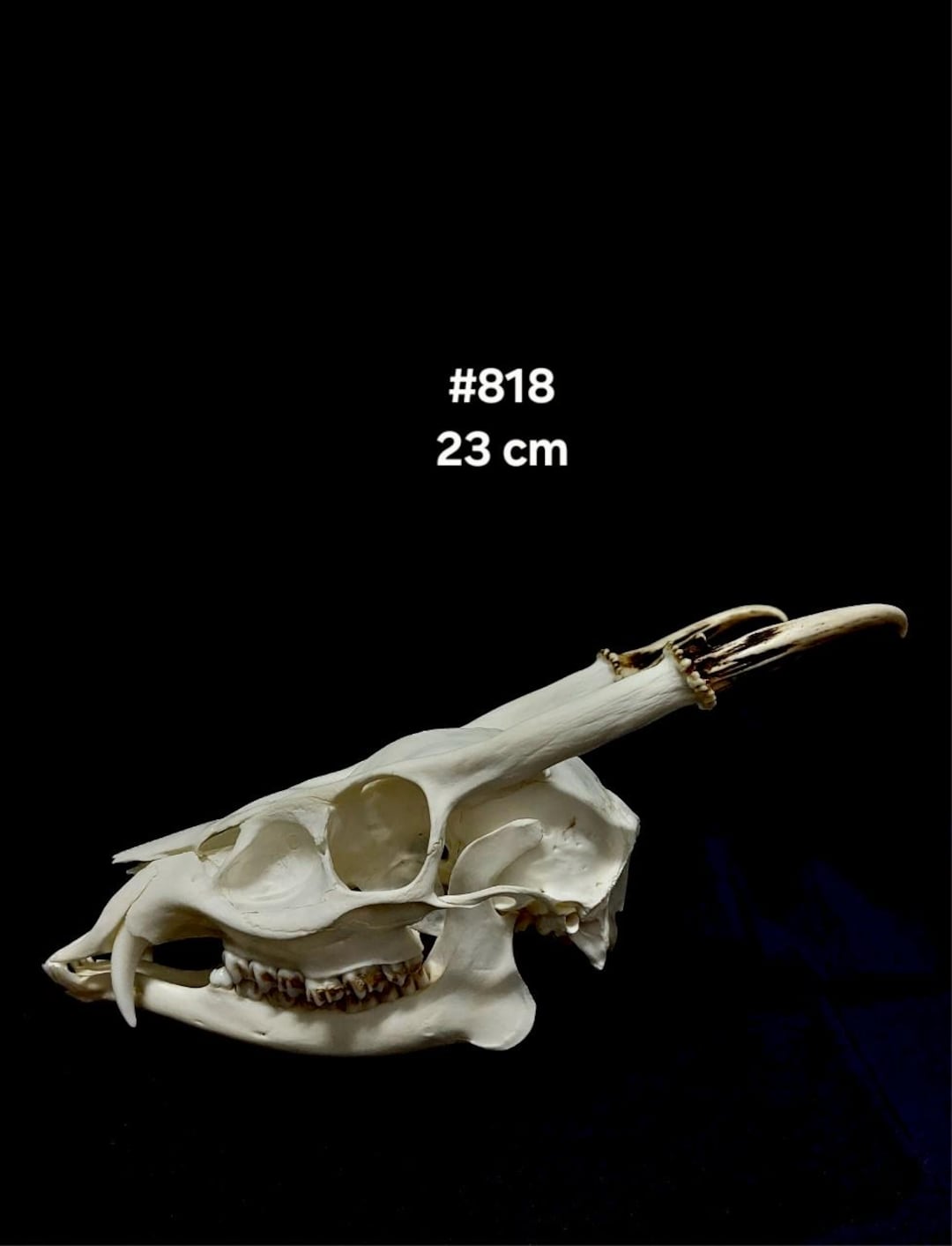 818- Real Male Formosan / Taiwanese Muntjac/barking Deer Skull - Etsy