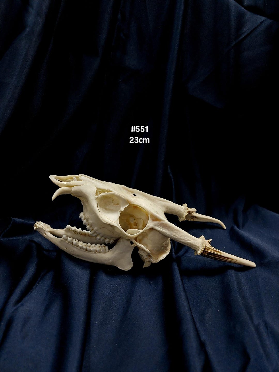 551 Real Male Formosan / Taiwanese Muntjac/barking Deer Skull - Etsy
