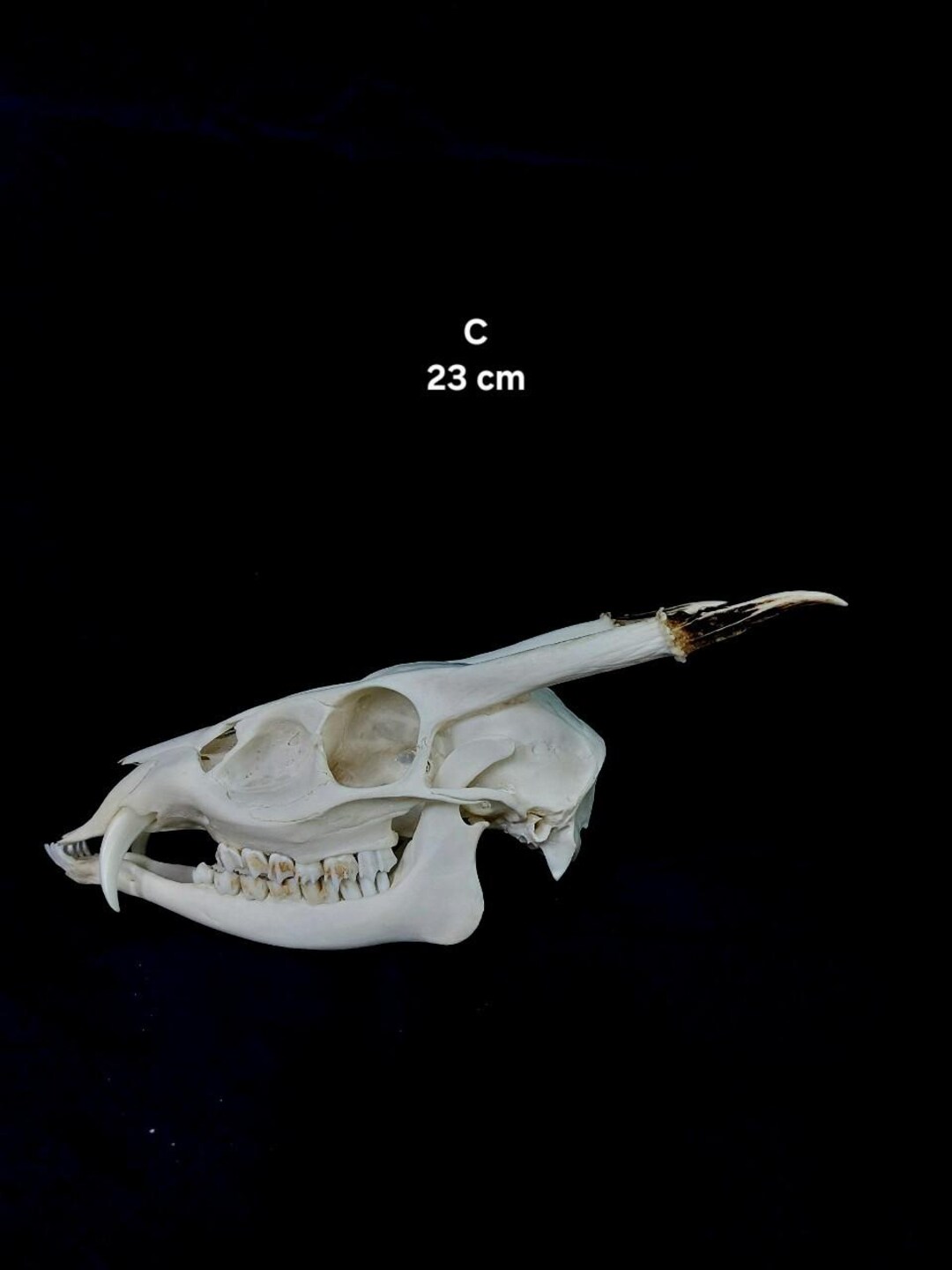 C- Real Male Formosan With Bone Disease/ Taiwanese Muntjac/barking Deer ...