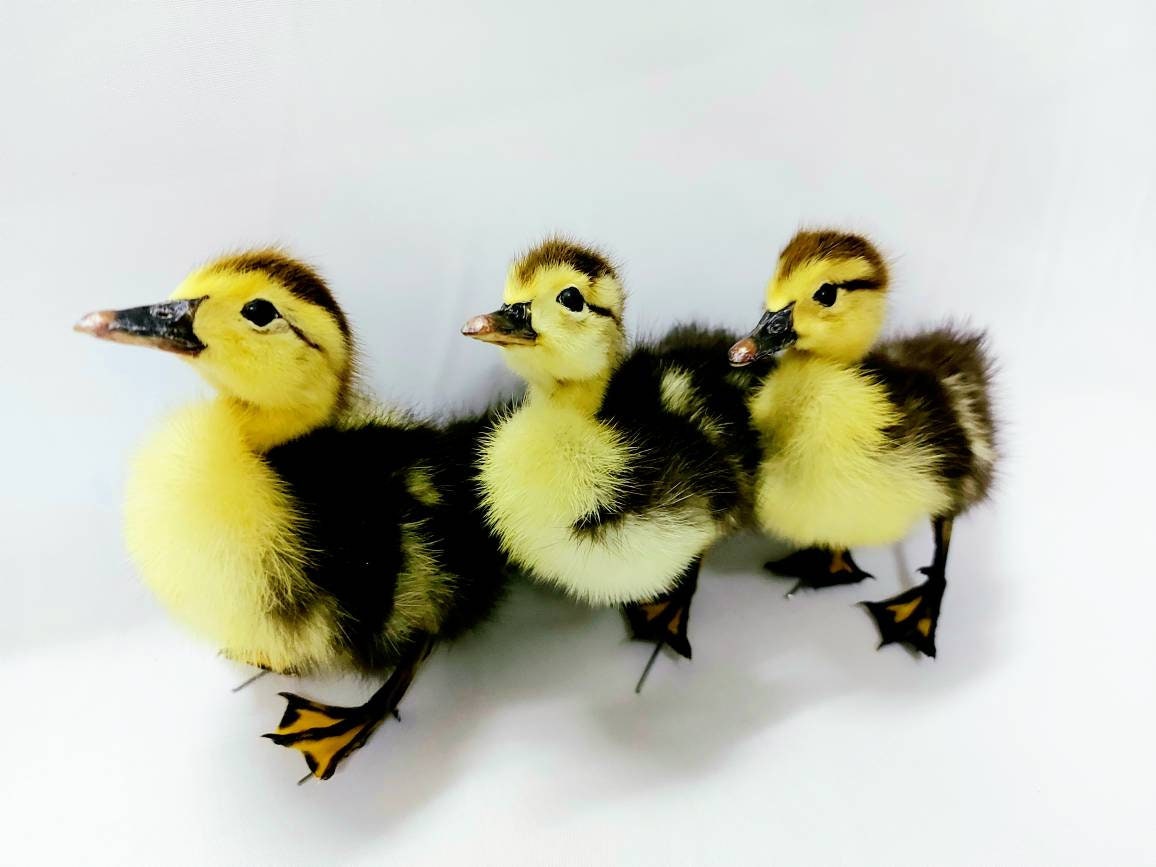 Real Baby Ducks