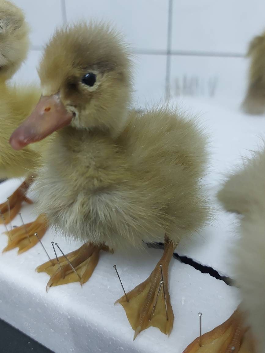 Real Duckling/baby Duck/yellow Duck Taxidermy Mount - Etsy