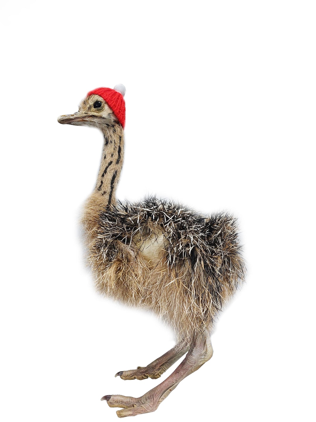 Bald Baby Ostrich Full Mount Taxidermy-with Hat - Etsy