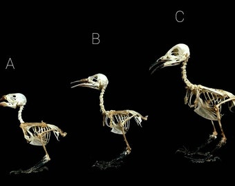 Real Bird Skeleton - Etsy