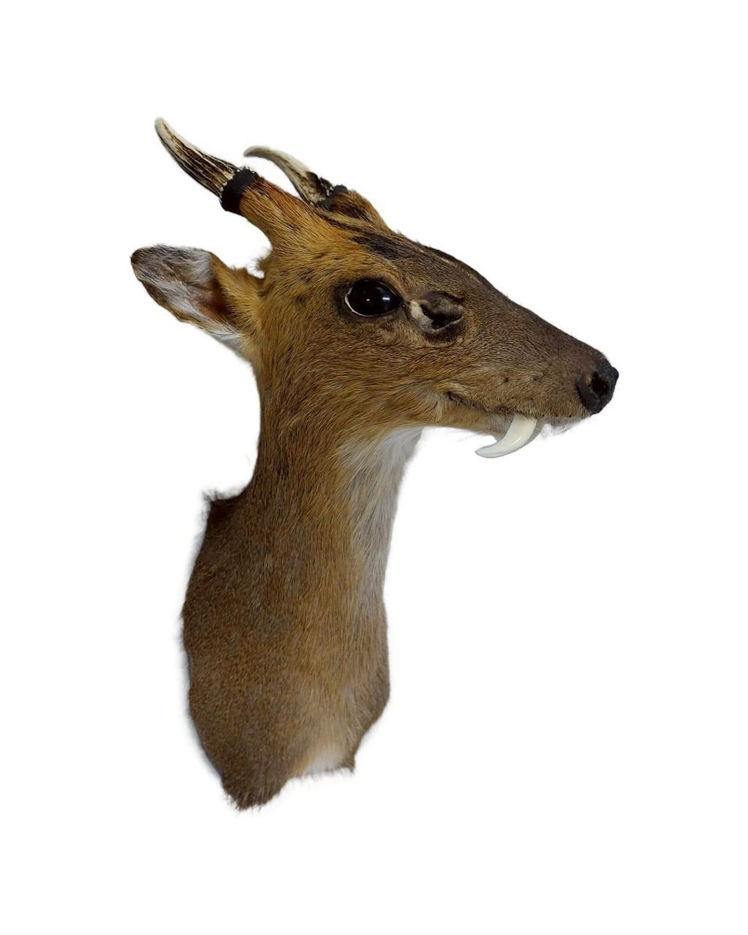 Male Formosan Muntjac / Barking Deer Shoulder Mount - Etsy
