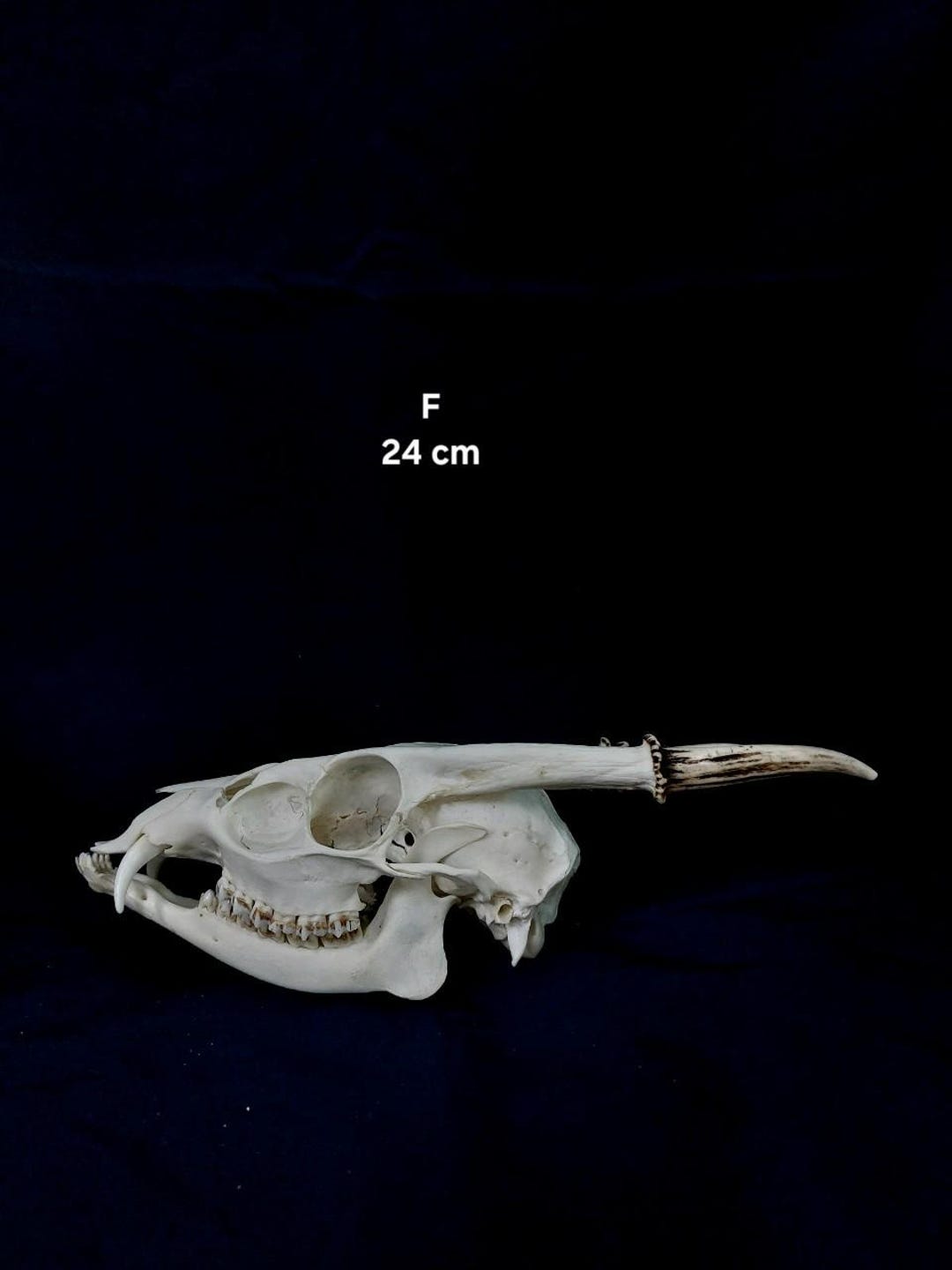F- Real Male Formosan With Bone Disease/ Taiwanese Muntjac/barking Deer ...