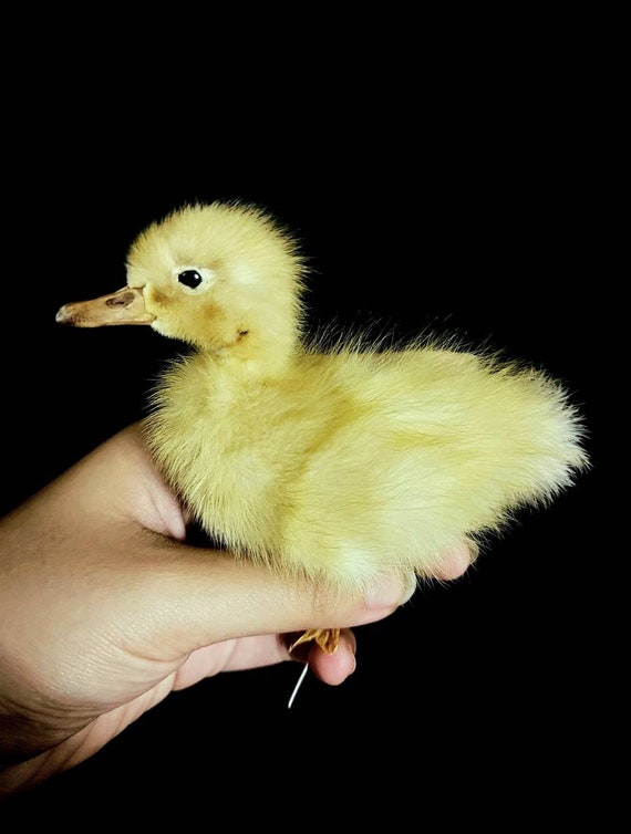 Real Duckling/baby Duck/yellow Duck Taxidermy Mount | Etsy