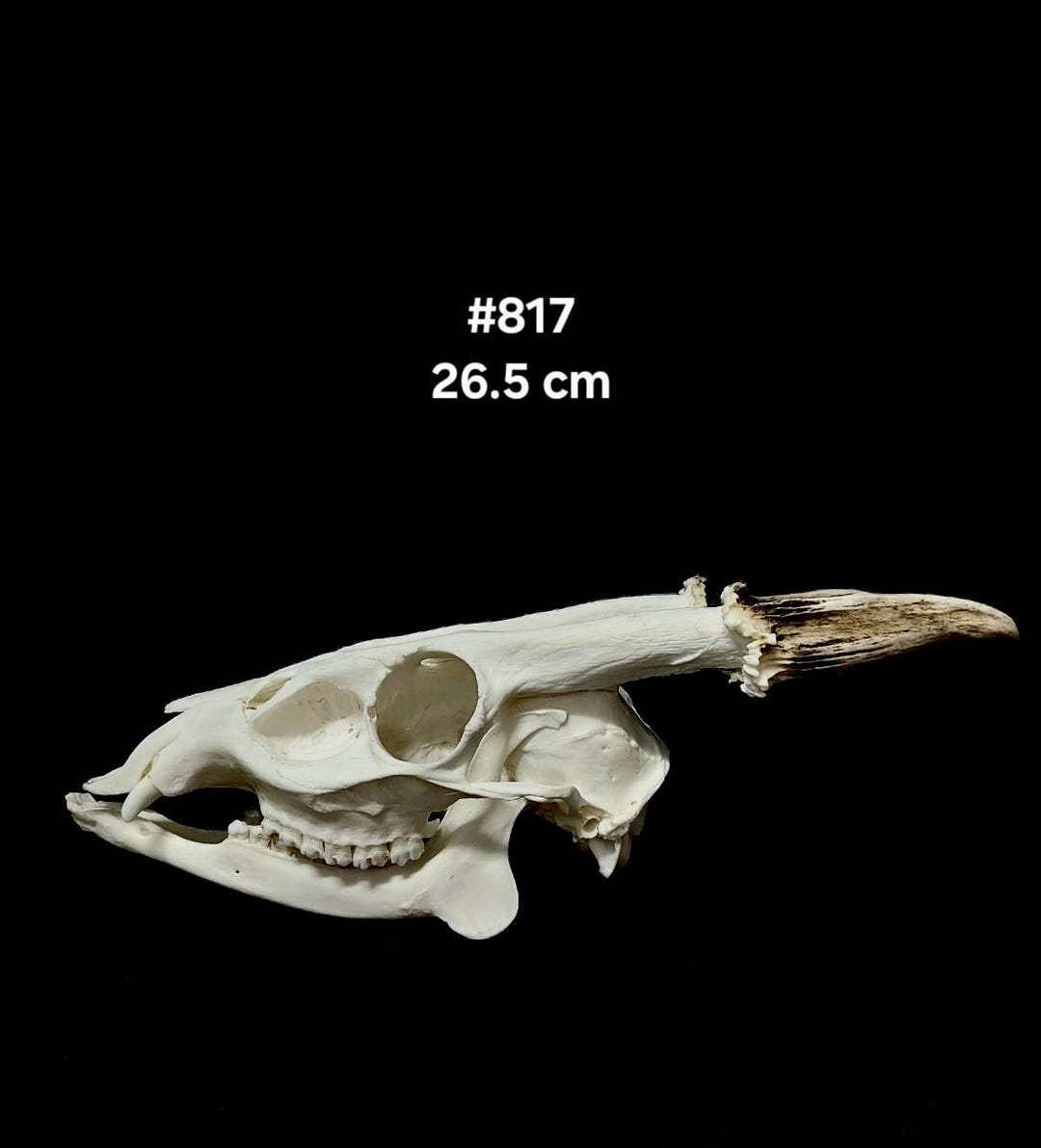 817- Real Male Formosan / Taiwanese Muntjac/barking Deer Skull - Etsy