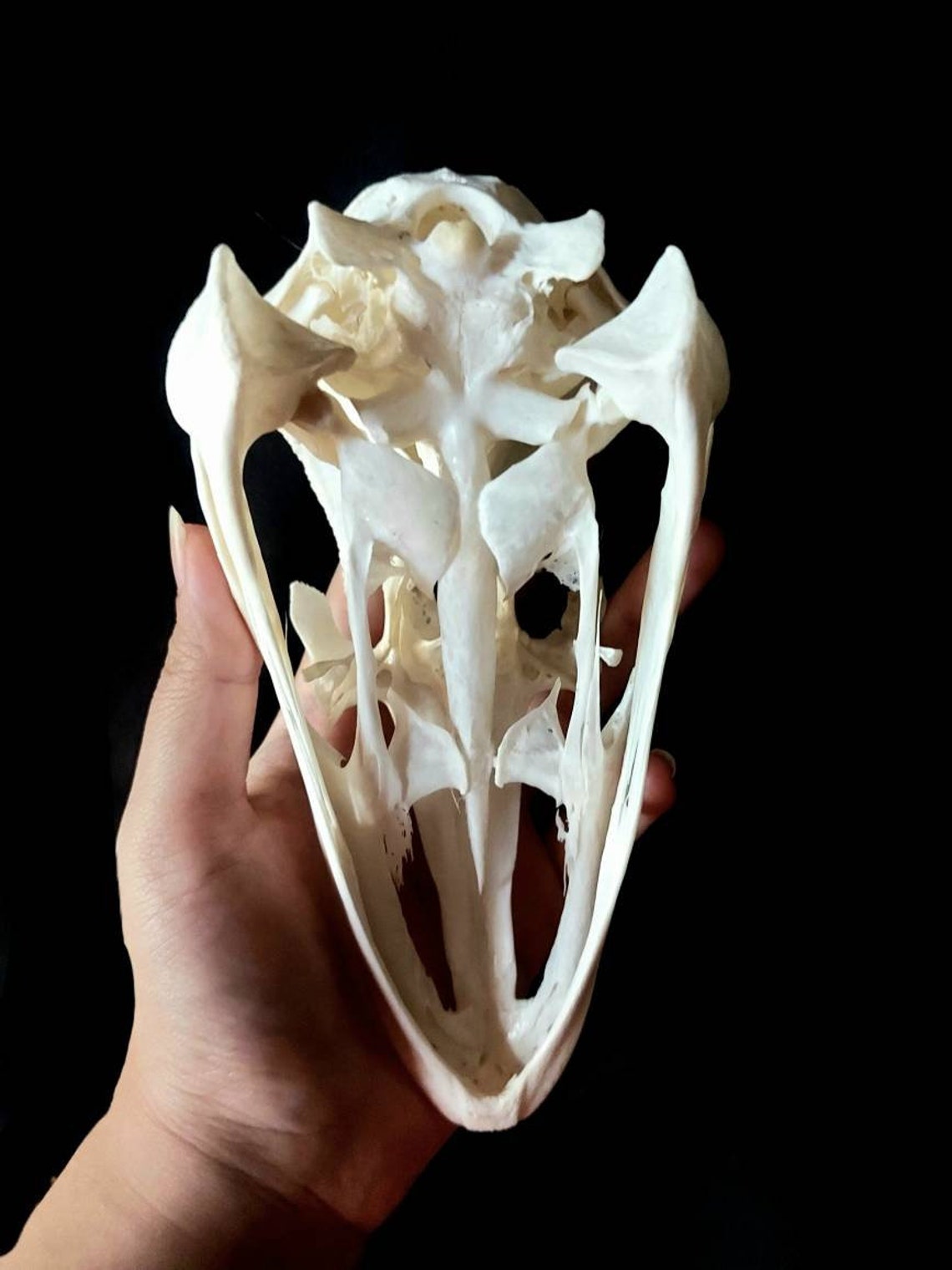 Real Ostrich Skull Neck Bone Set Taxidermy With Wooden Base | Etsy