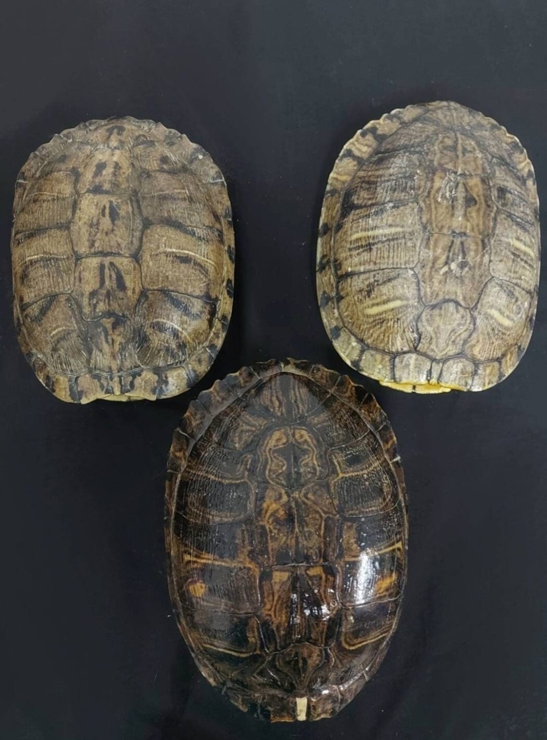 Over 20cm Red Eared Slider / Turtle Shells - Etsy