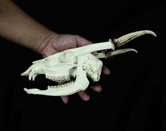 Skull. Chinese Water Deer. Skull. Real Skull. Bones. Insectsofbeauty ...