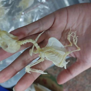 Real Budgerigar / Budgie / Parakeet / Melopsittacus Undulatus Bird ...