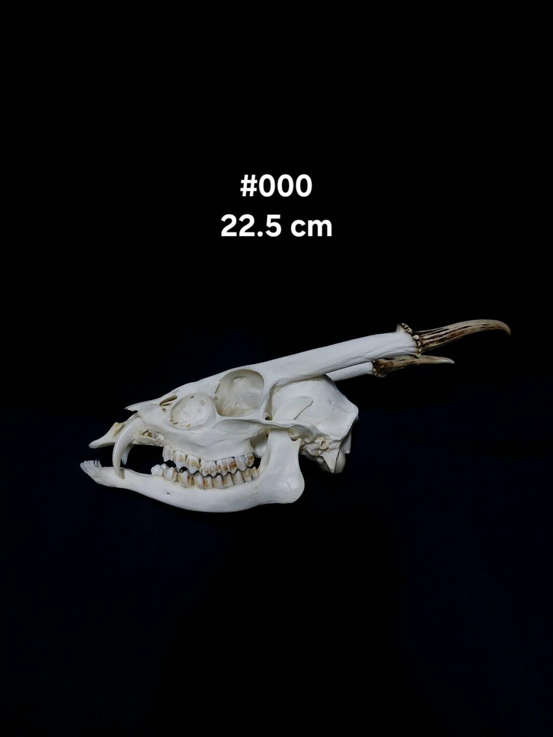 000 Real Male Formosan With Bone Disease/ Taiwanese Muntjac/barking ...