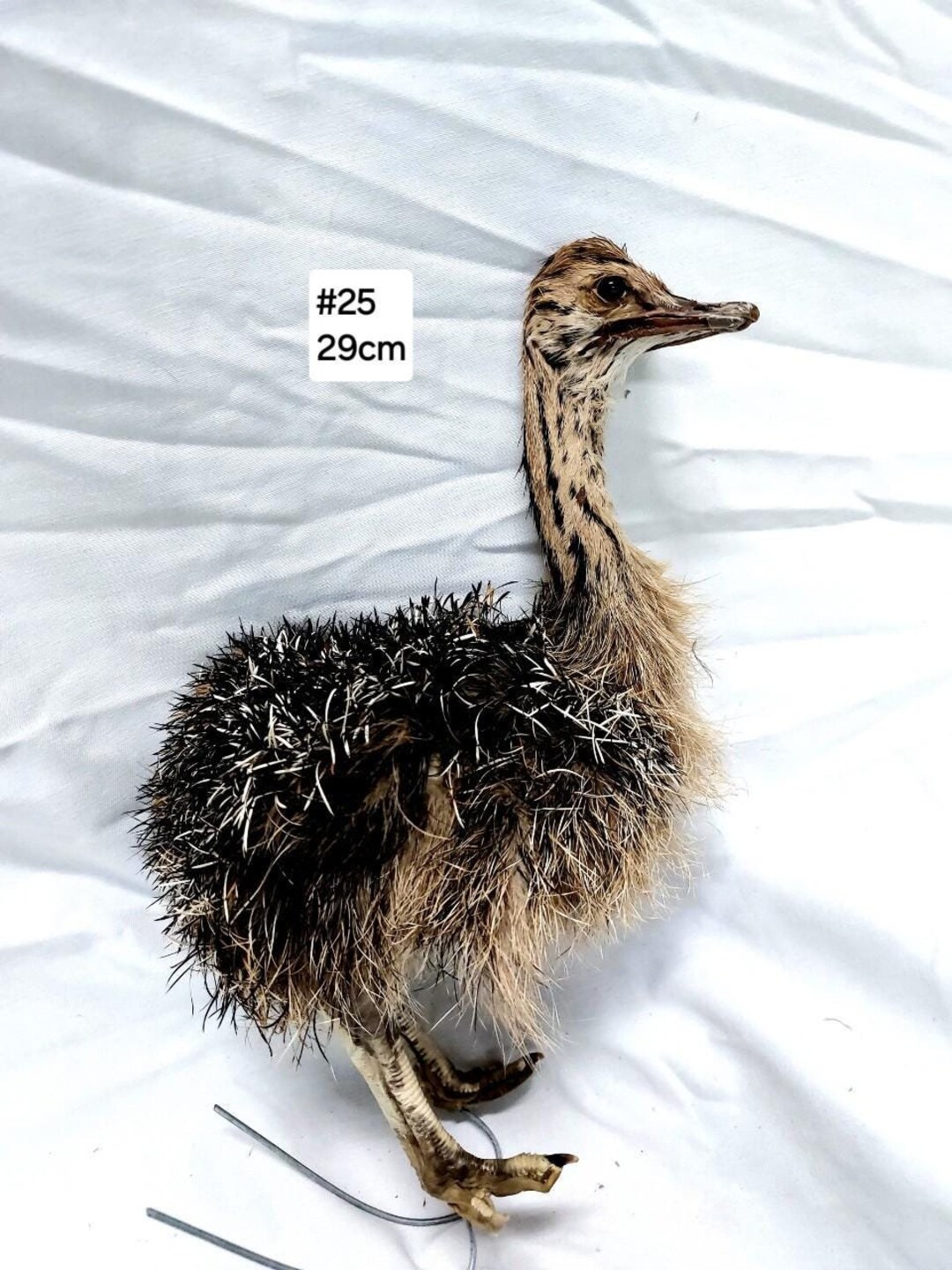 Real Baby Ostrich Full Mount Taxidermy 25 - Etsy