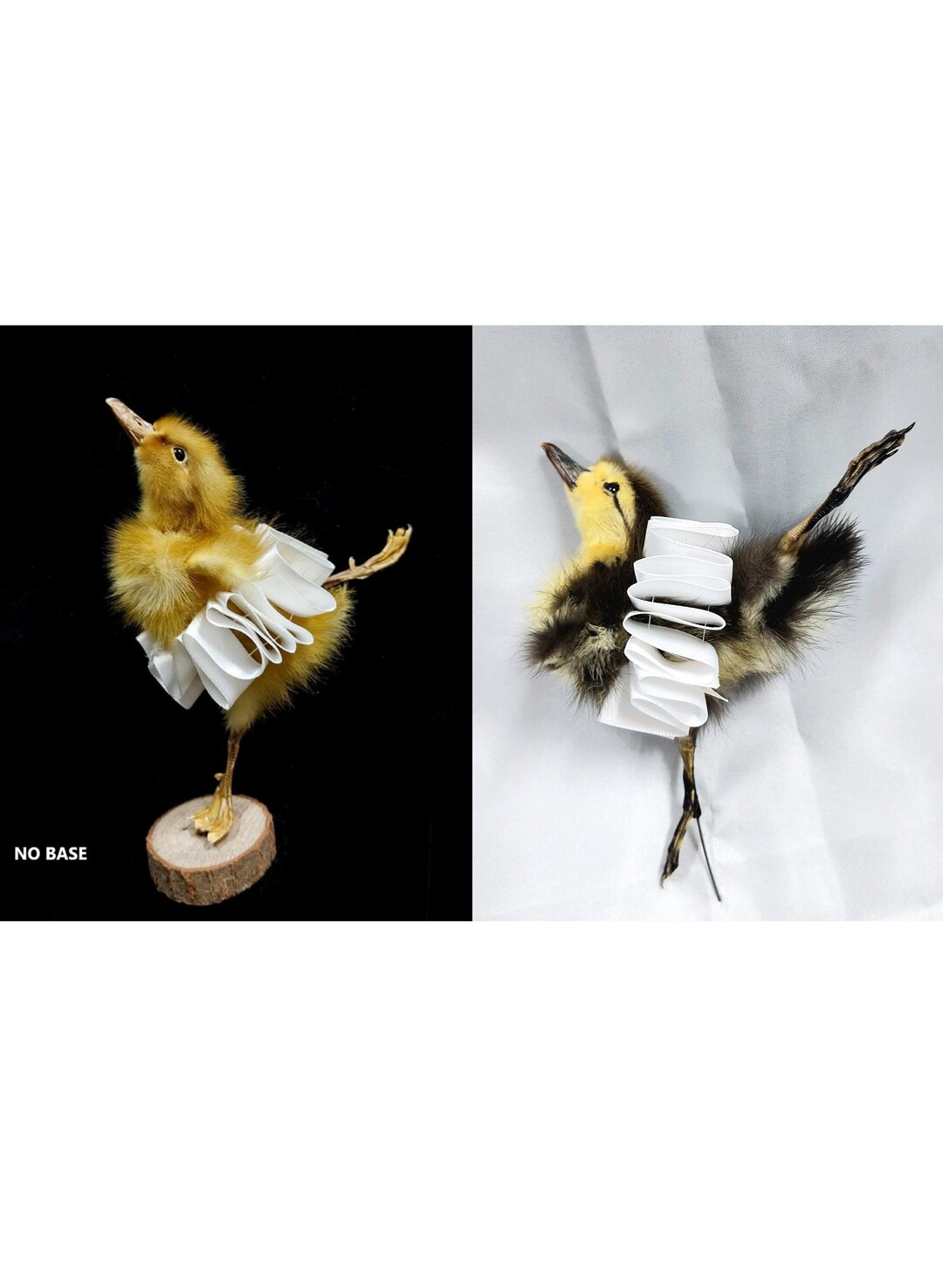 Real Dancing Ballet Duckling/baby Duck/yellow Duck Taxidermy Mount - Etsy