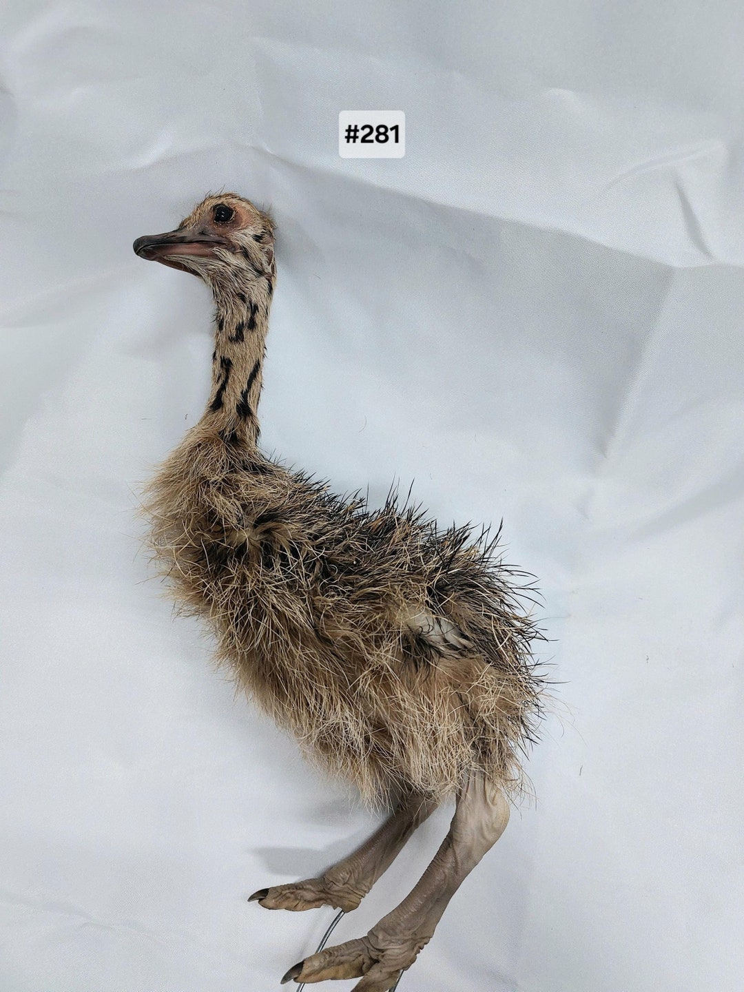 Baby Ostrich Full Mount Taxidermy 05 - Etsy