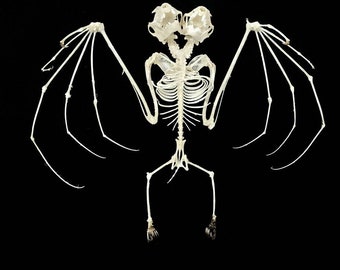 Bat Skeleton | Etsy