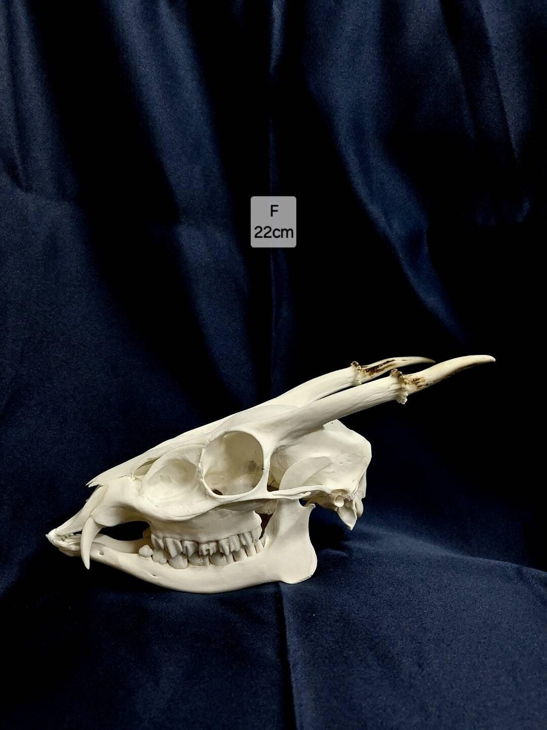 F Real Male Formosan / Taiwanese Muntjac/barking Deer Skull - Etsy