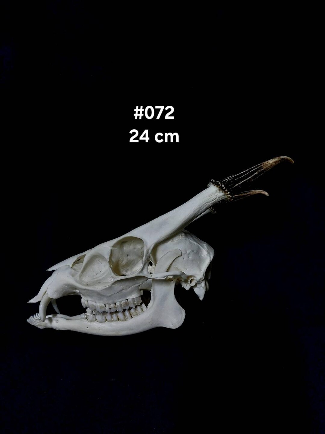072- Real Male Formosan / Taiwanese Muntjac/barking Deer Skull - Etsy