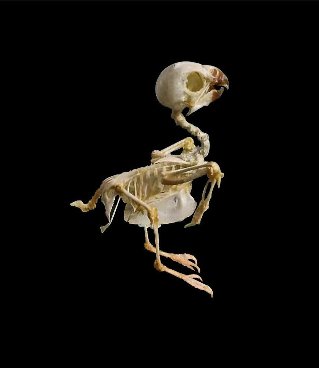 Real Budgerigar / Budgie / Parakeet / Melopsittacus Undulatus Bird ...