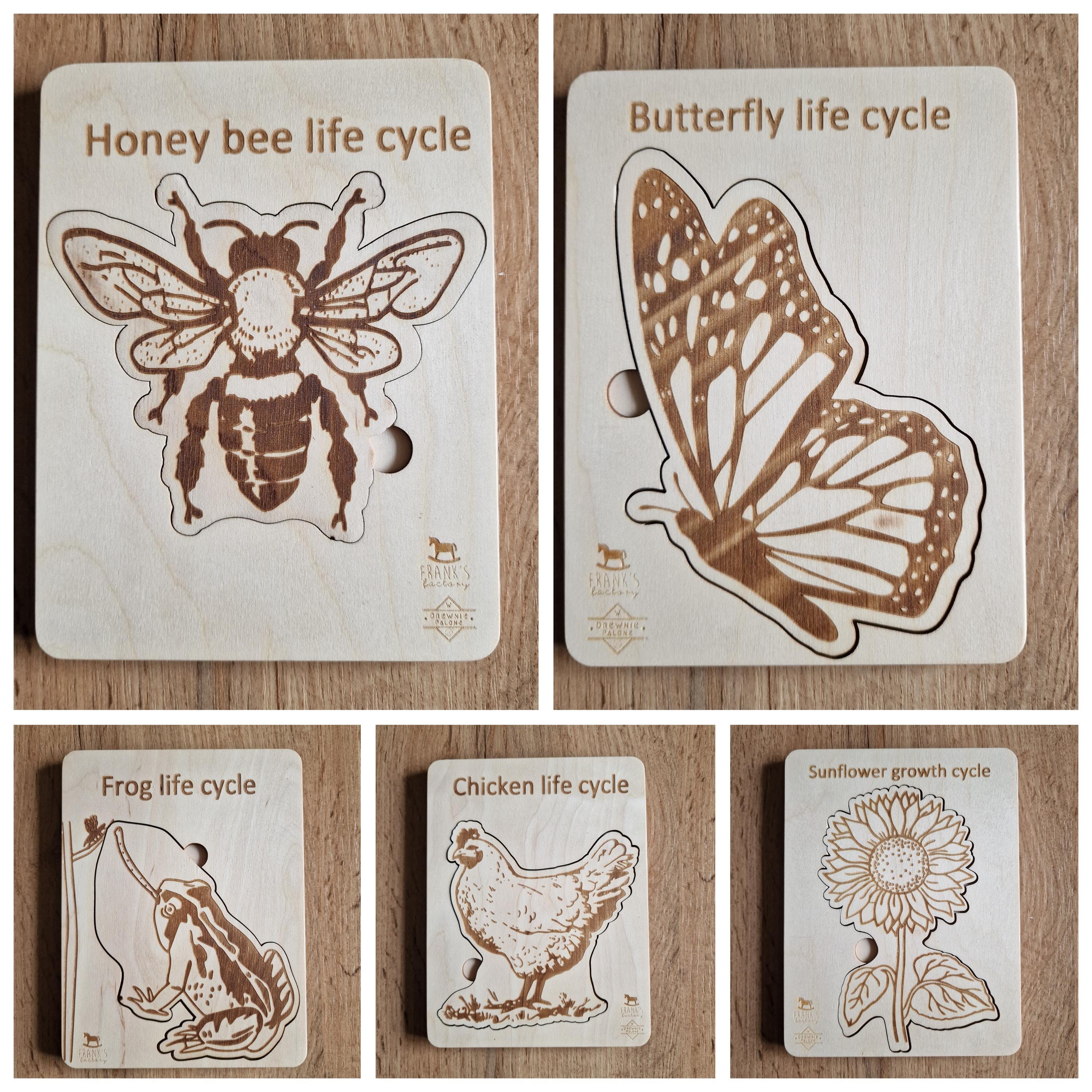 Caterpillars For Butterflies Kit Of Living Things Activity Bundle ...