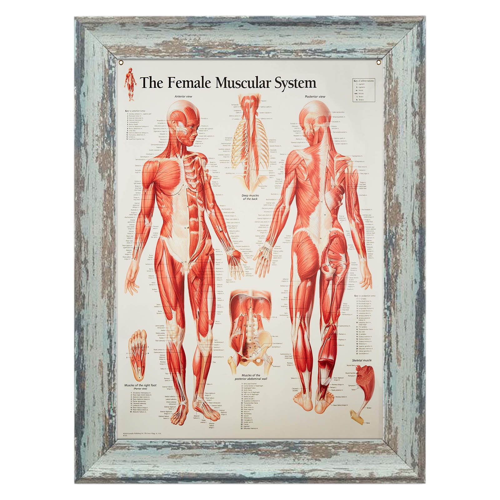 Muscular System Poster for sale| 69 ads for used Muscular System Posters