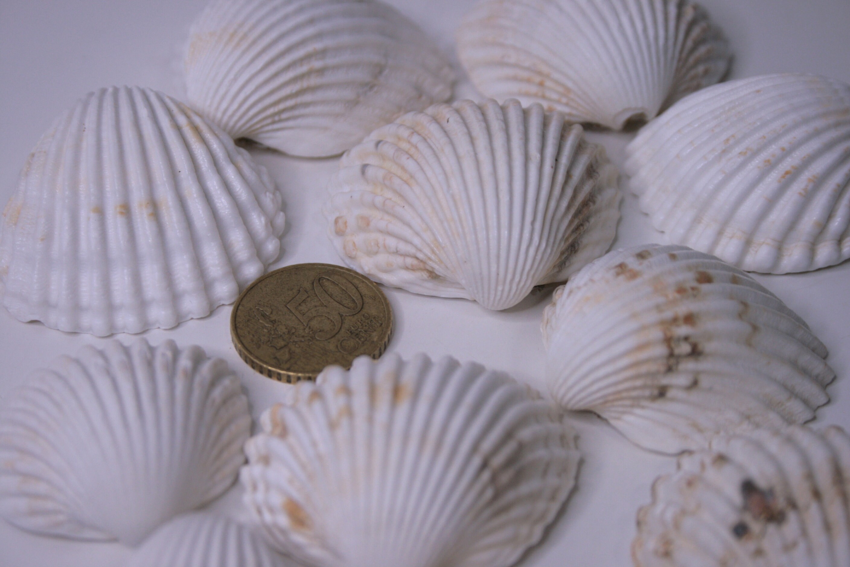 11 Beatifull White Sea Shells, Bulk Craft Shells, Beach Decor - Etsy