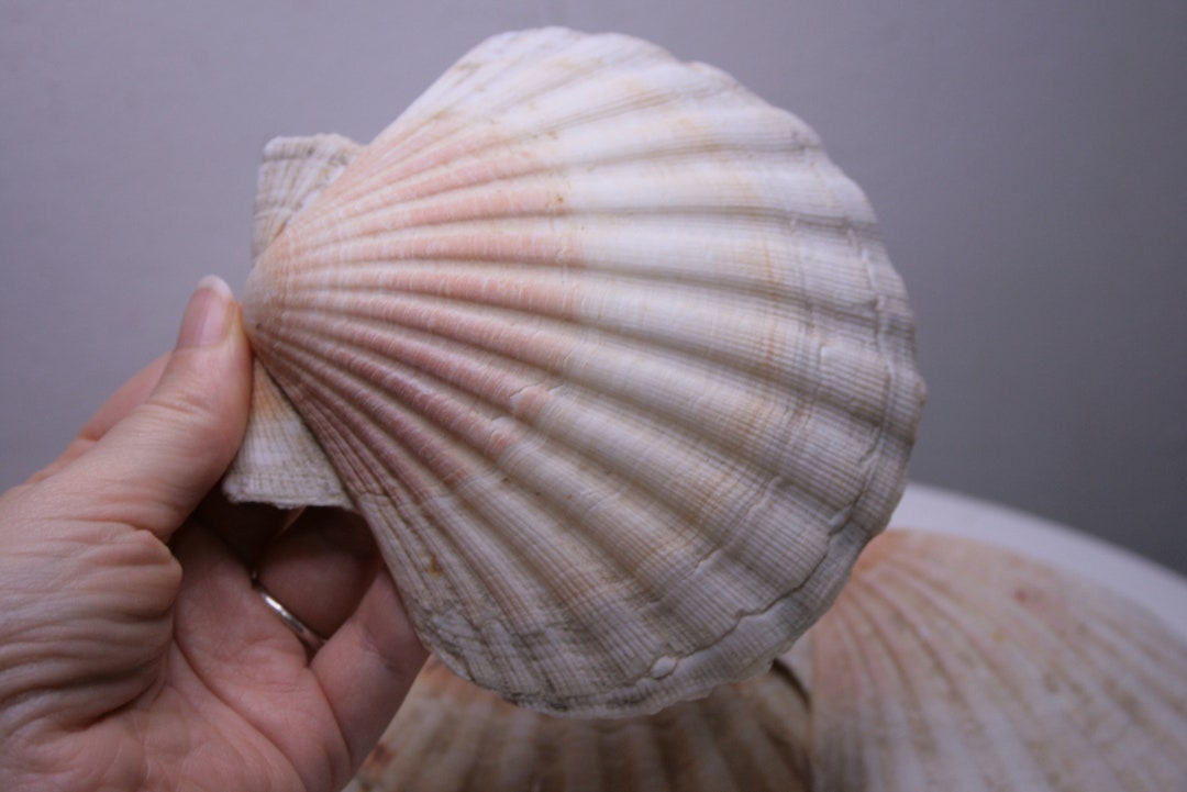 SET 8 Natural Real Giant Scallop Shells, Baking Scallops, Decoupage ...