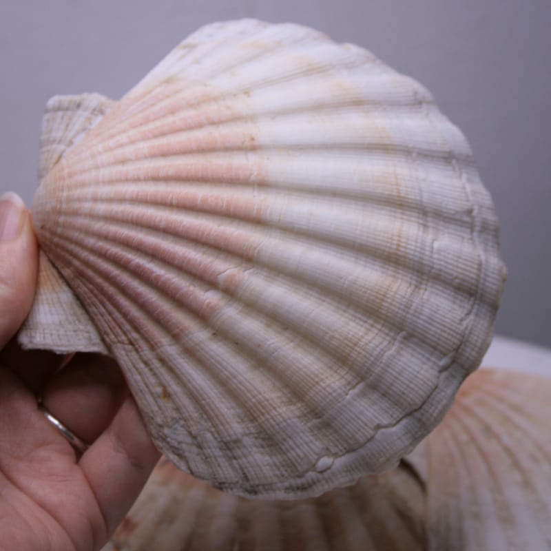 Scallop Shell - Etsy