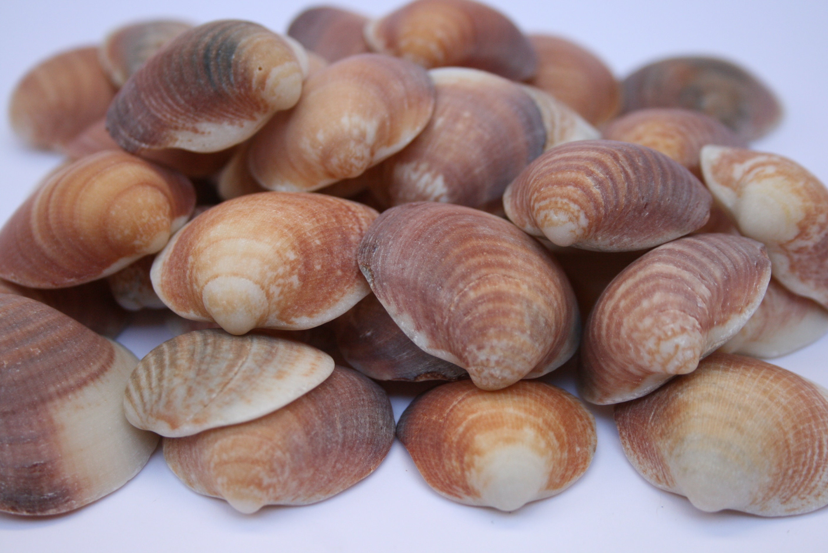 SET 40 conchas marinas reales medianas conchas marinas a - Etsy España