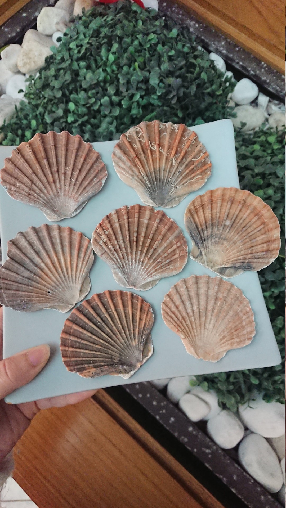 7 Scallop Sea Shells, Real Sea Shells, Seashells for Craft, Home Decor ...